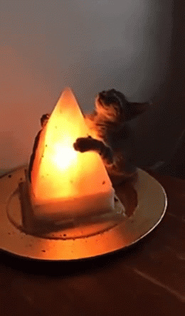 cat healing itself - Meme by Jack_The_Raper :) Memedroid