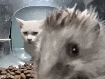 Cat really hates the sound of that guy chewing. - Meme by Grumpasaurus ...