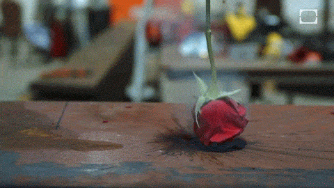 Rosa congelada con nitrogeno líquido - Meme by lack :) Memedroid