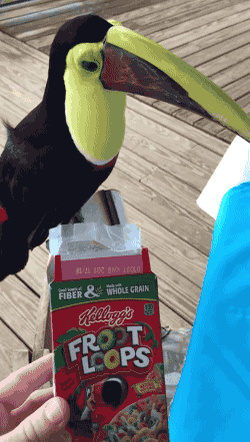 toucan Sam IRL - Meme by Jack_The_Raper :) Memedroid