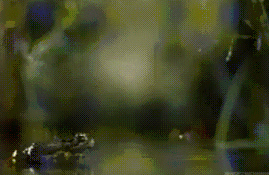 Gotcha Frog! - Meme by Somz :) Memedroid