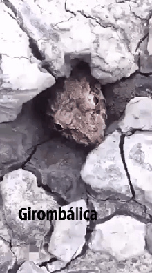 Quando a giromba não ajuda na heterificação e excita um otacu judeu ...