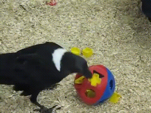 Who are you calling a bird brain? - Meme by DJUK :) Memedroid