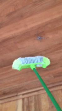 Araña al ataque - Meme subido por Chacorta :) Memedroid