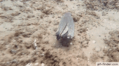 Y desapareció - Meme by patopatizo :) Memedroid