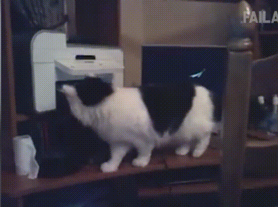 Scary cat - Meme by Mc_atv :) Memedroid