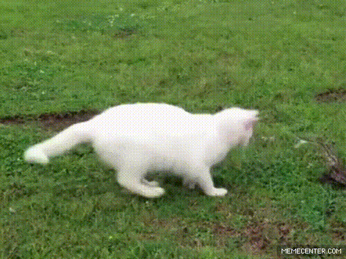 this is why we say reflexes like a cat - Meme by nosherkhan :) Memedroid