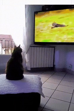 Aaaaaaah! - Meme by BaconGuns :) Memedroid