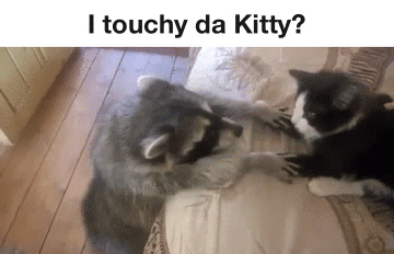 poor kitty - Meme by Jack_The_Raper :) Memedroid